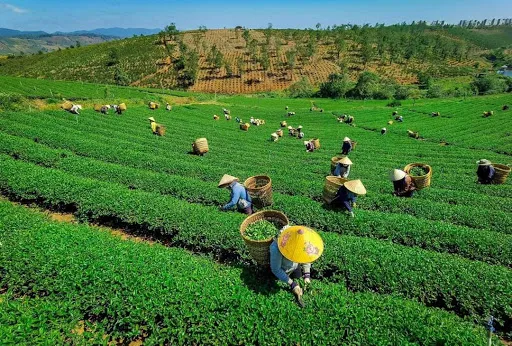 Tâm Châu Farm | iGuide